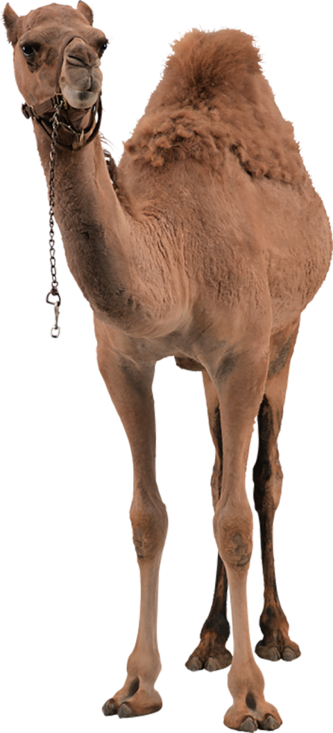 Camel Front View PNG Images Download | PngEdits