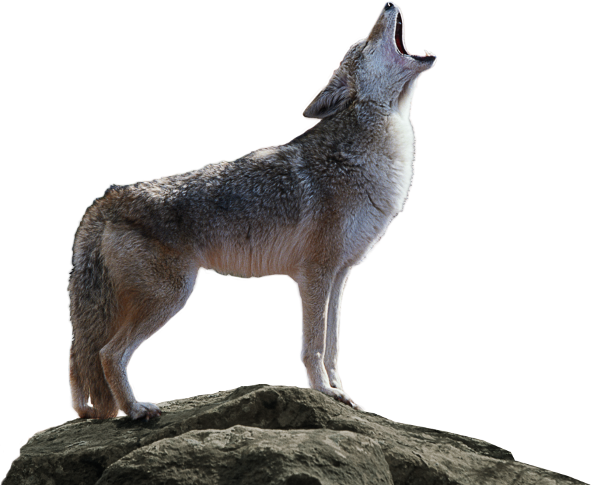 Coyote Screaming PNG Free download HD | PngEdits