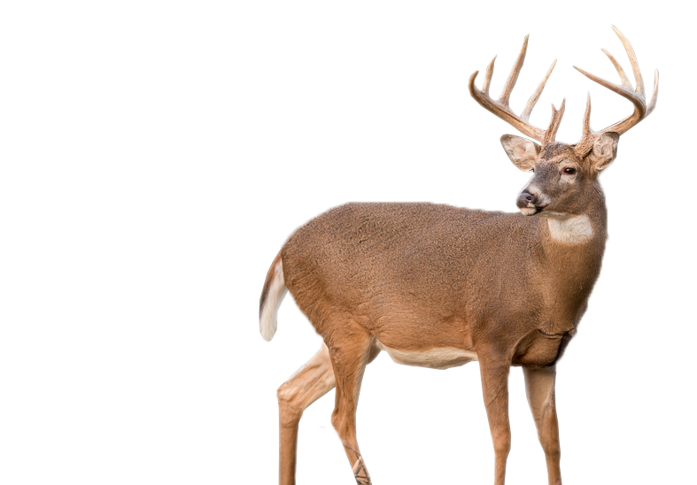 Hunting Deer Transparent PNG Free download HD | PngEdits