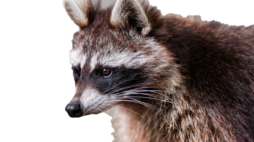 Raccoon Transparent PNG | PngEdits