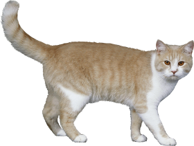 50 Cat Full Body PNG Images Free | PngEdits