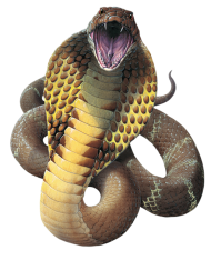 (1) Angry Snake Png | Png Edits - Millions of Transparent PNG Images
