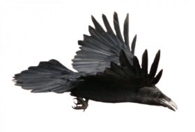 (9) Crow Png Hd | Png Edits - Millions of Transparent PNG Images