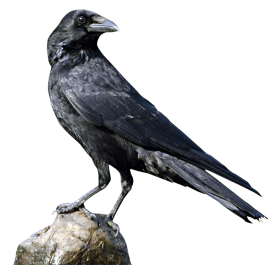 (9) Crow Png Transparent | Png Edits - Millions of Transparent PNG Images