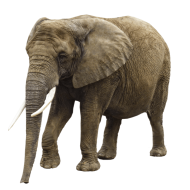 Elephant Transparent Background | PngEdits